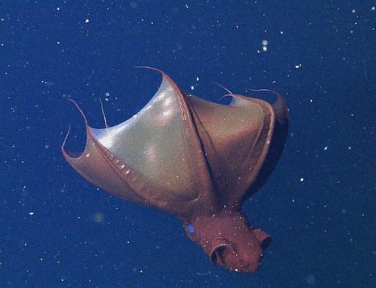 SoftIron builds out storage line for Ceph-alitics – Blocks and Files