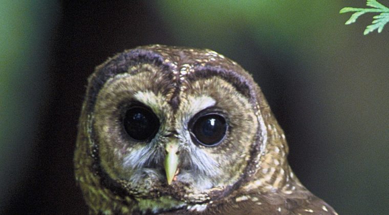Quobyte: AI supports sustainable logging - saving owls' trees from the axe
